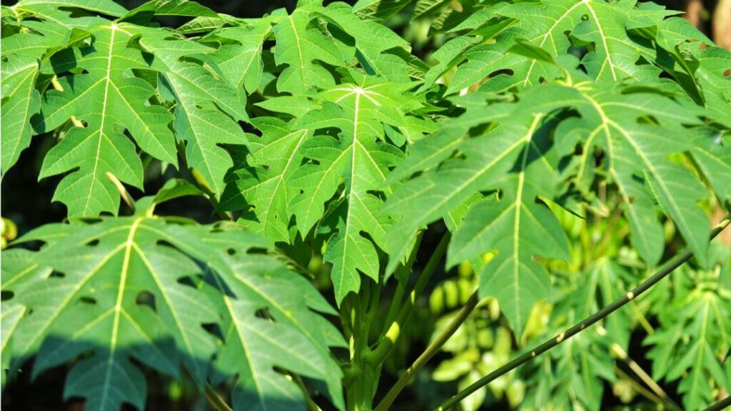Rahasia Kesehatan Tersembunyi, Ini Manfaat Luar Biasa dari Daun Pepaya ...