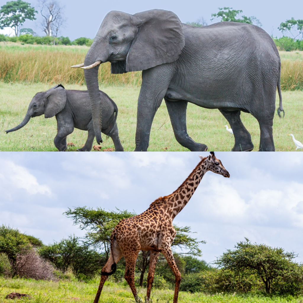5 Pengalaman Safari Afrika yang Mengagumkan untuk Masuk dalam Bucket ...